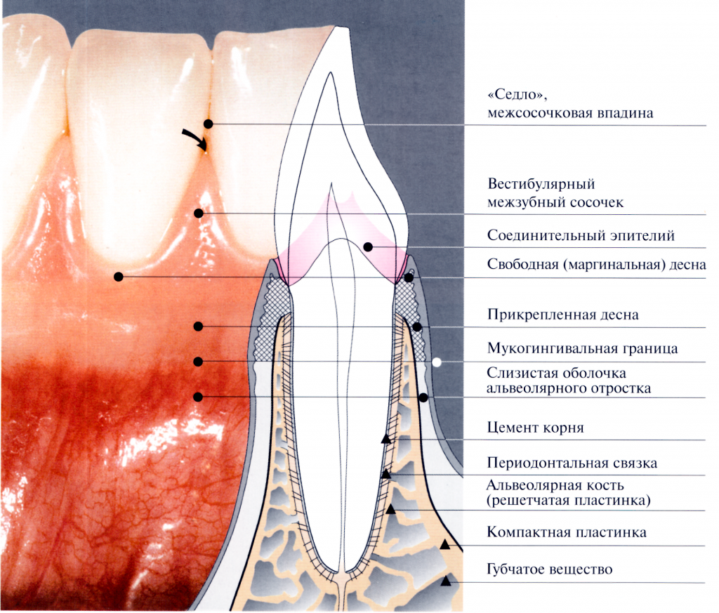Пародонт: структурная биология тканей - parodont.pro